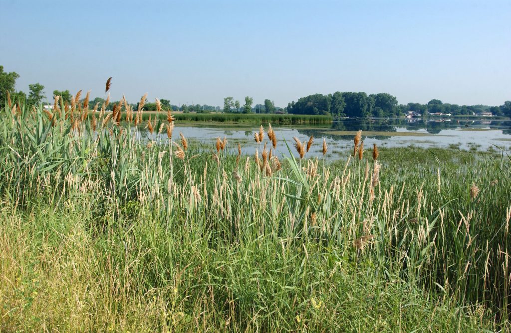 Urgent action needed to protect the world’s wetlands – Sustainable ...